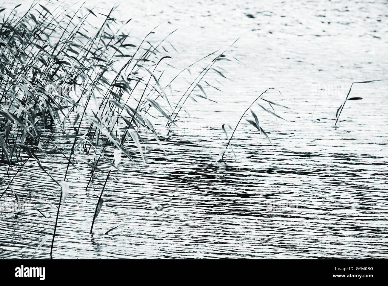 Coastal reed silhouettes over still lake water, blue toned natural ...