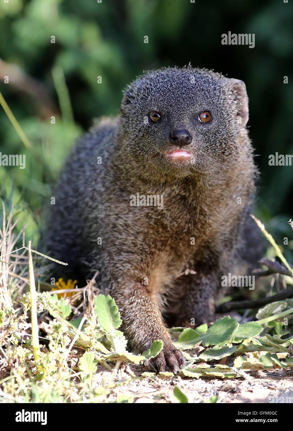 Speckled fur hi-res stock photography and images - Alamy