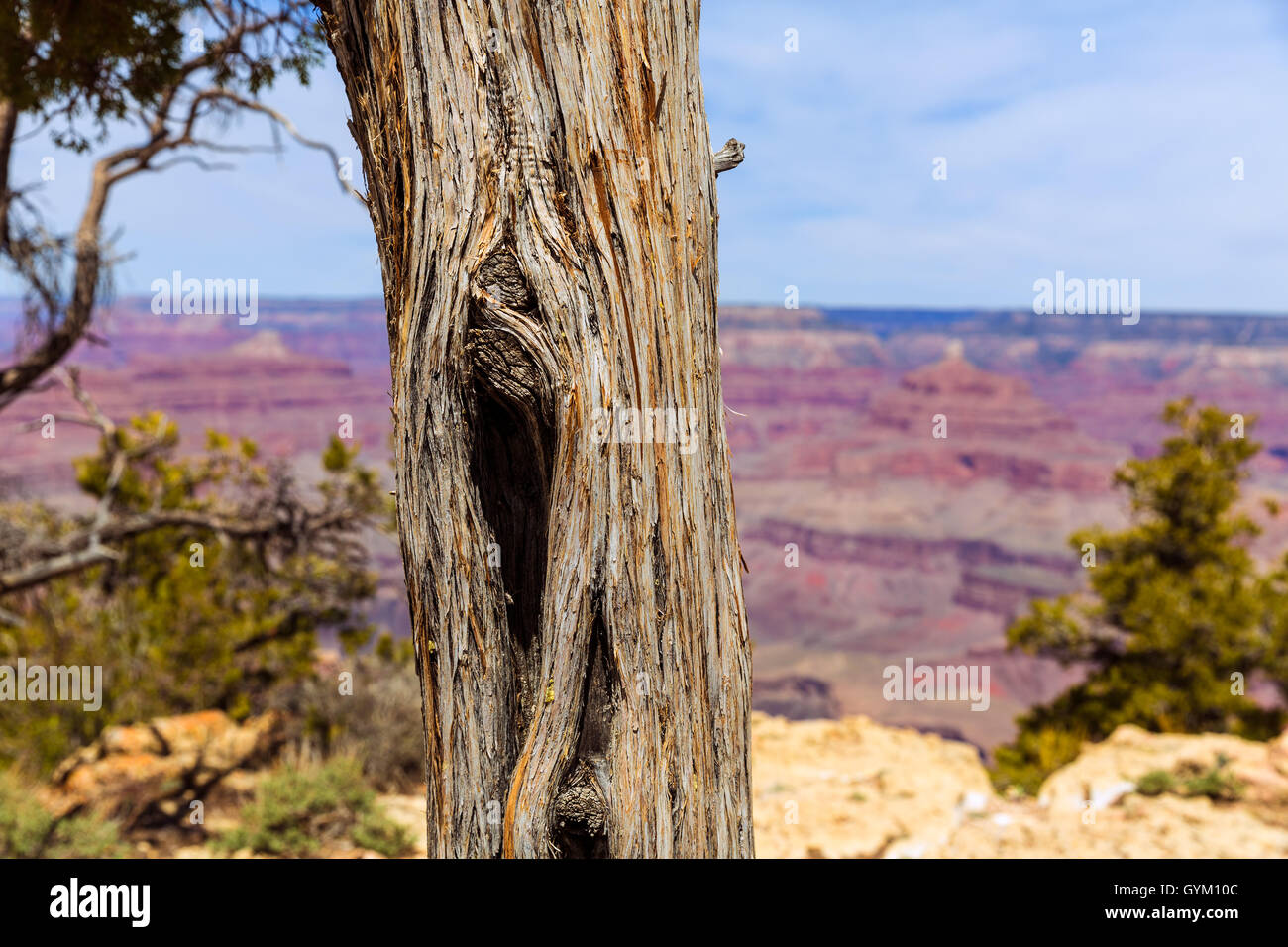 Arizona Grand Canyon Juniper tree trunk texture Stock Photo - Alamy