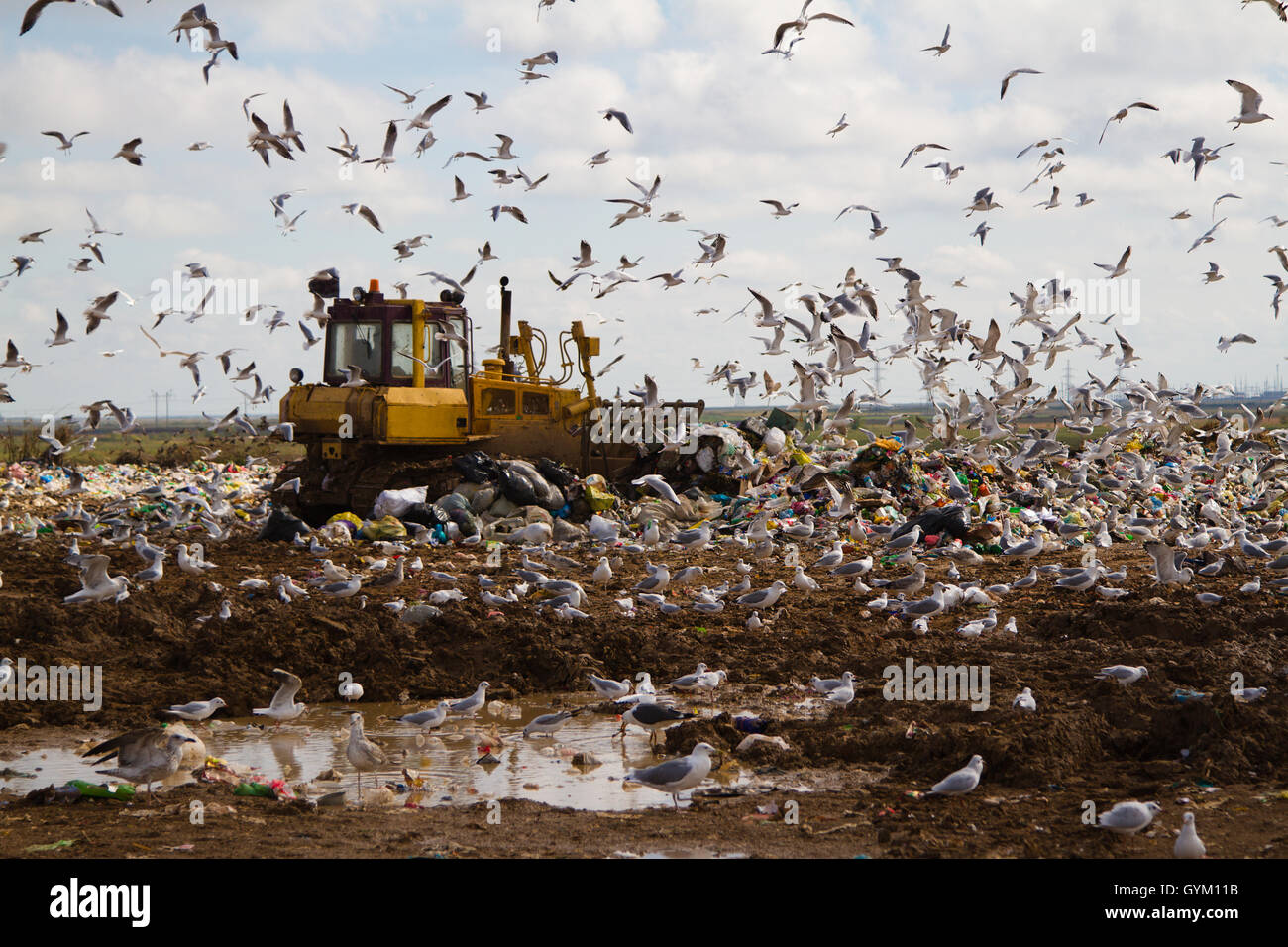 Landfill rubbish bulldozers processing garbage Stock Photo - Alamy