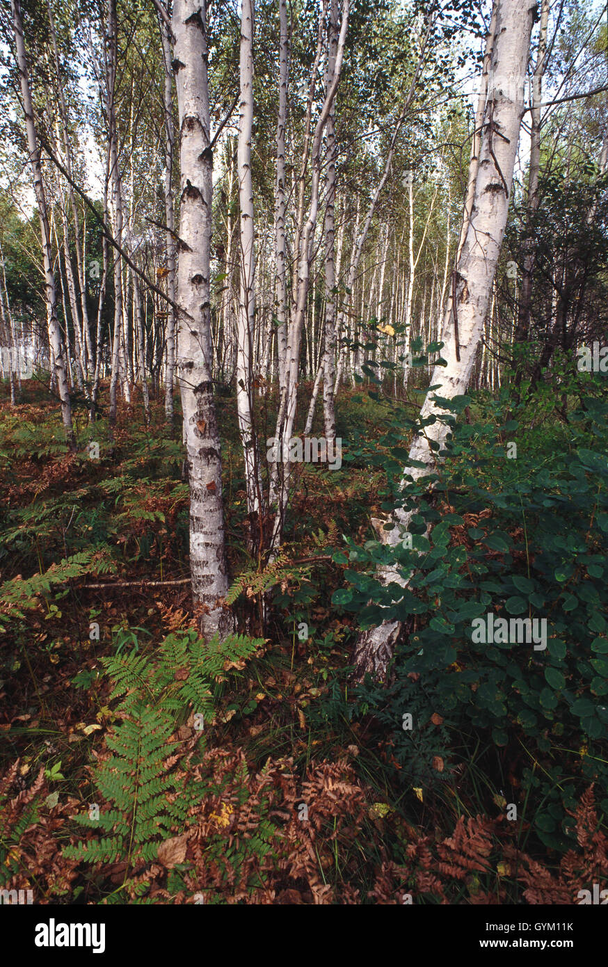 Paper Birch In Taiga