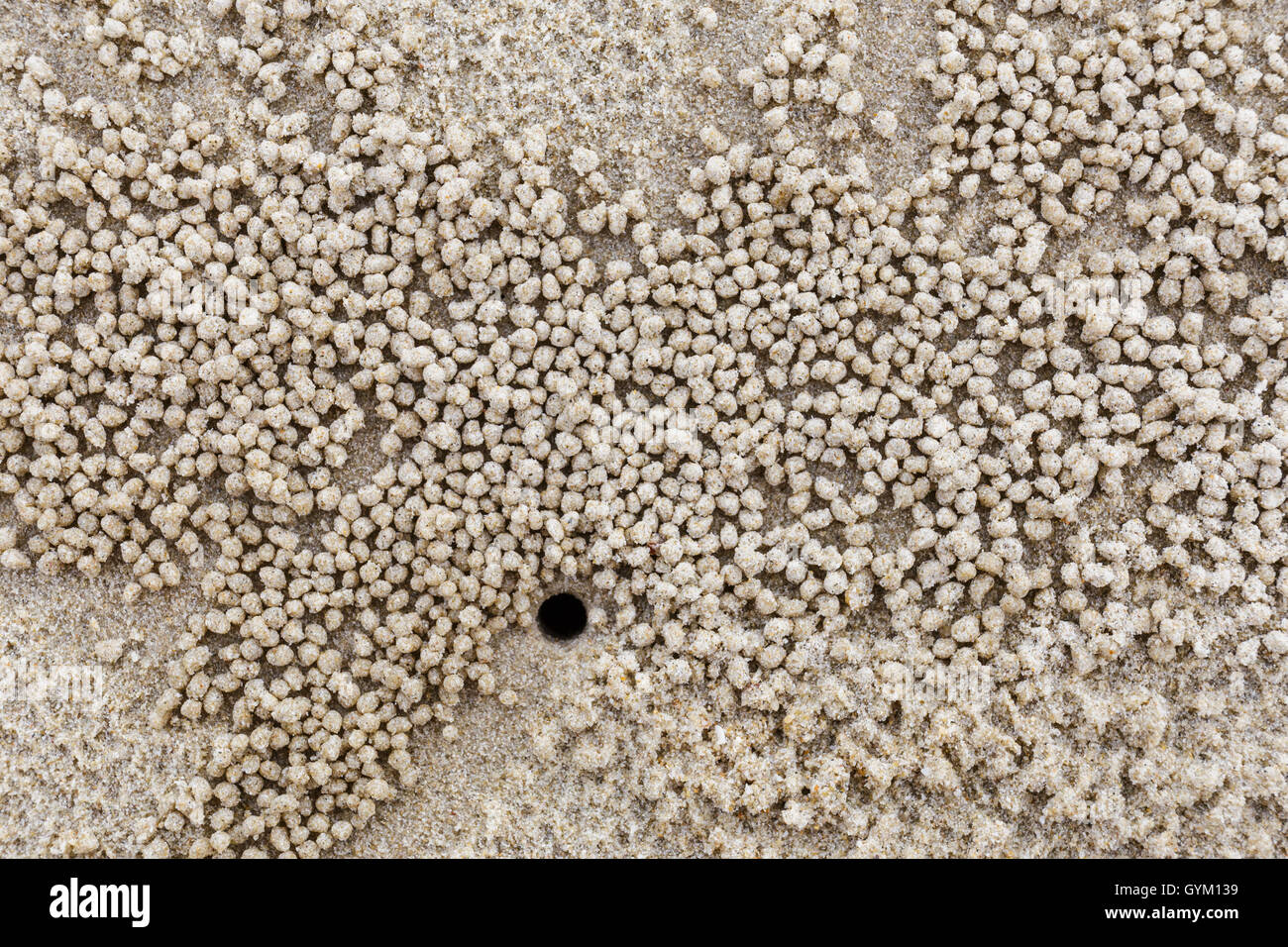 Nature habitat of small white crab Stock Photo - Alamy