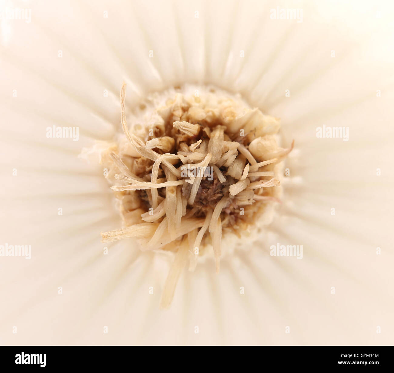 Close up of white onion root Stock Photo - Alamy