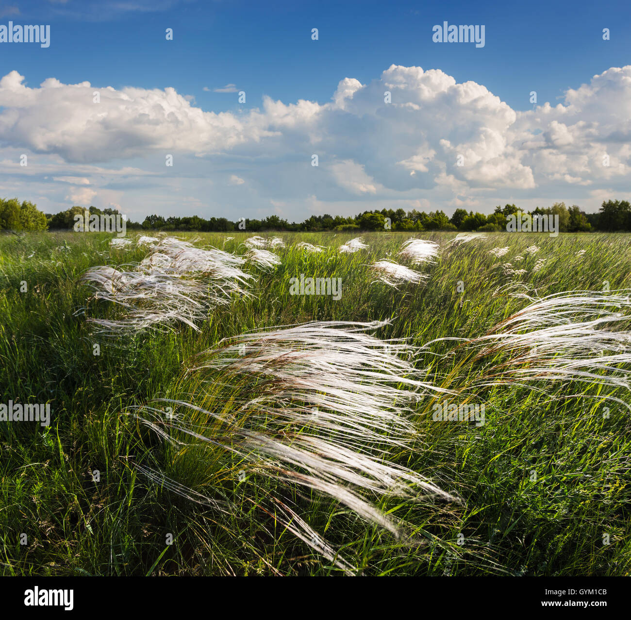 Feather grass at sunset in the field Stock Photo - Alamy