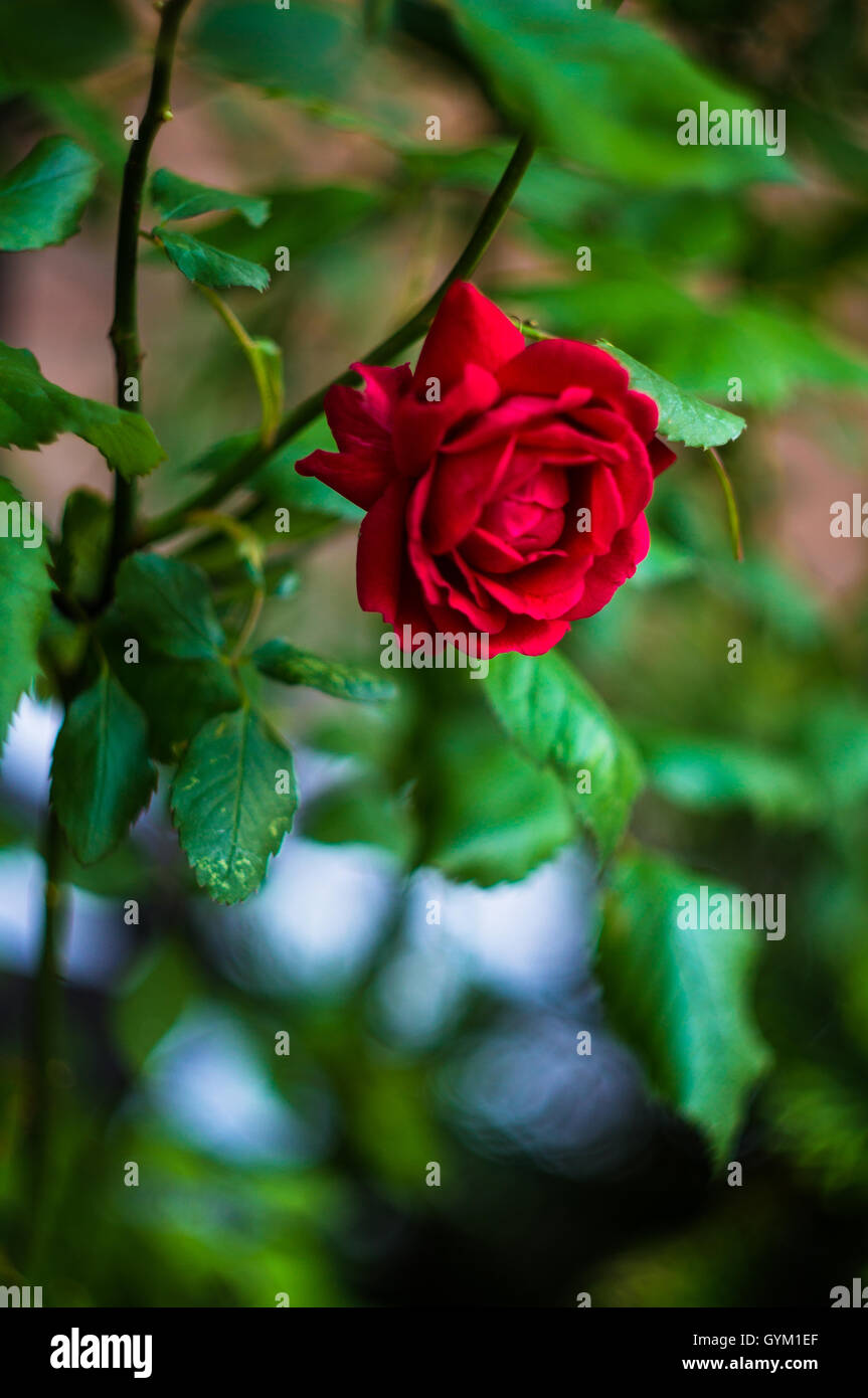 Red rose flowers on the bush in the garden outdoor Stock Photo - Alamy
