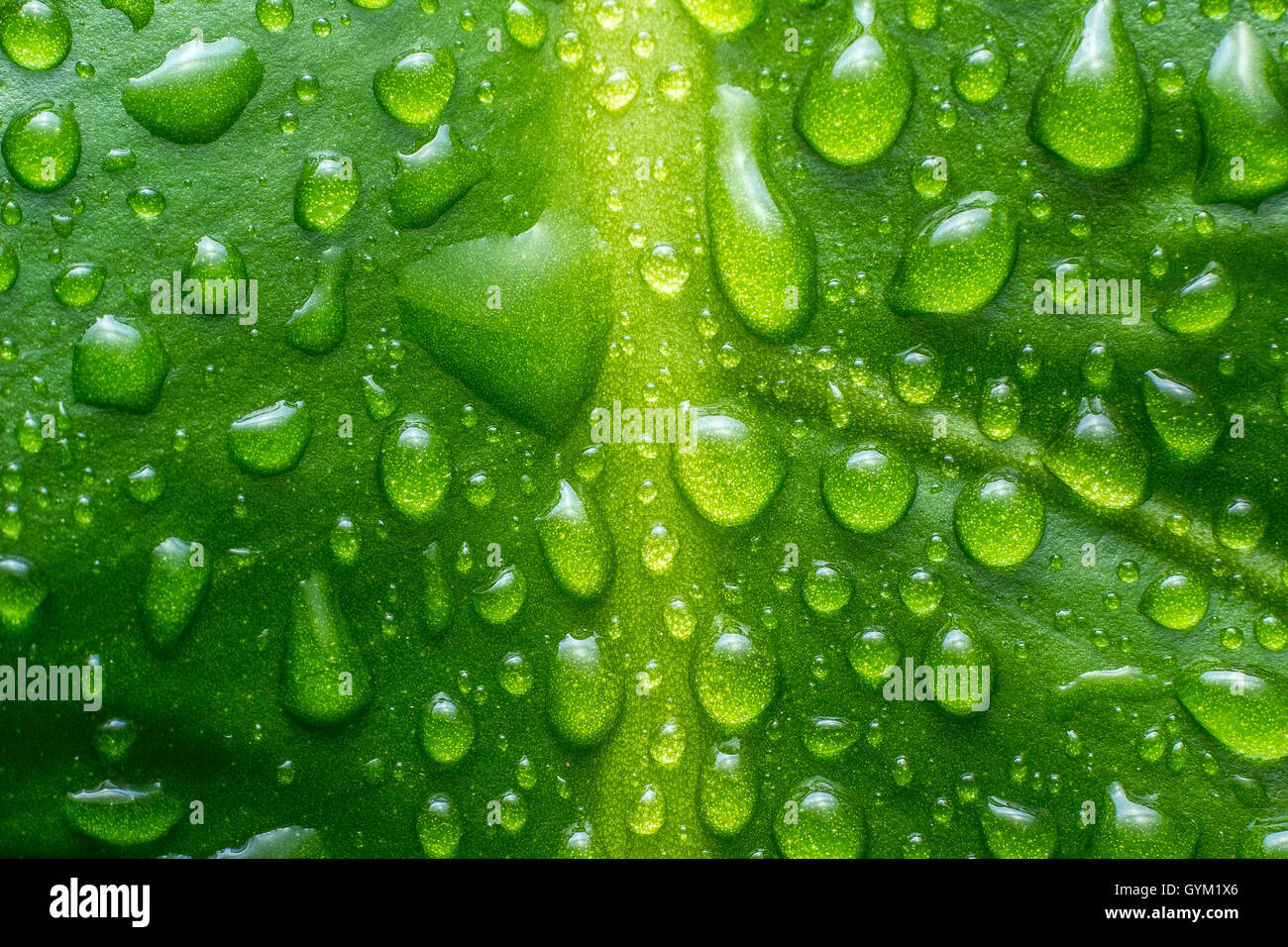 Leaf with drops Stock Photo - Alamy