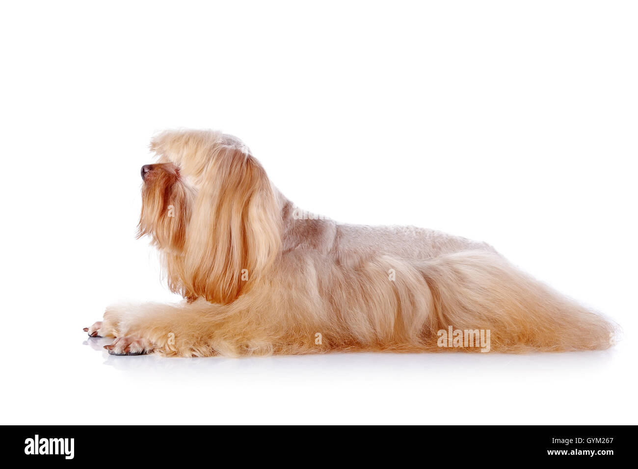 Beige fur Cut Out Stock Images & Pictures - Alamy
