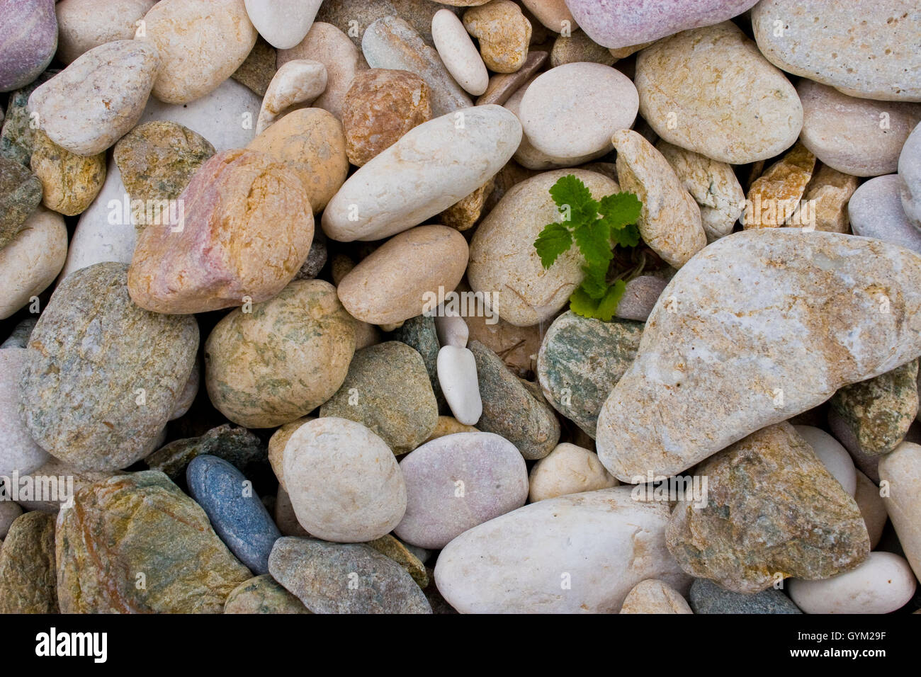 Zabaikalski National Park, Lake Baikal. Smooth rocks polished by wave ...