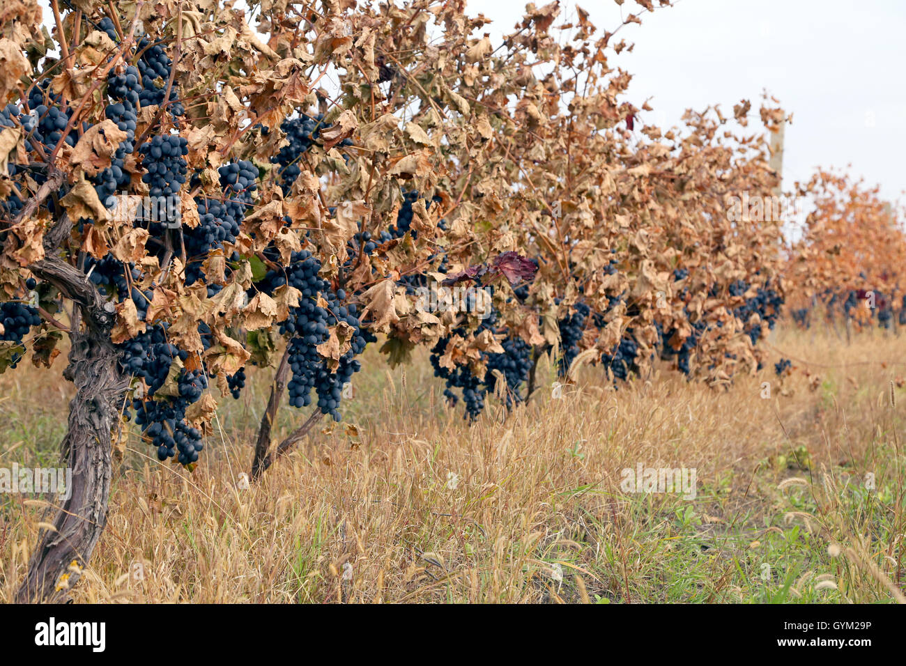Rotten grapes vine hi-res stock photography and images - Alamy