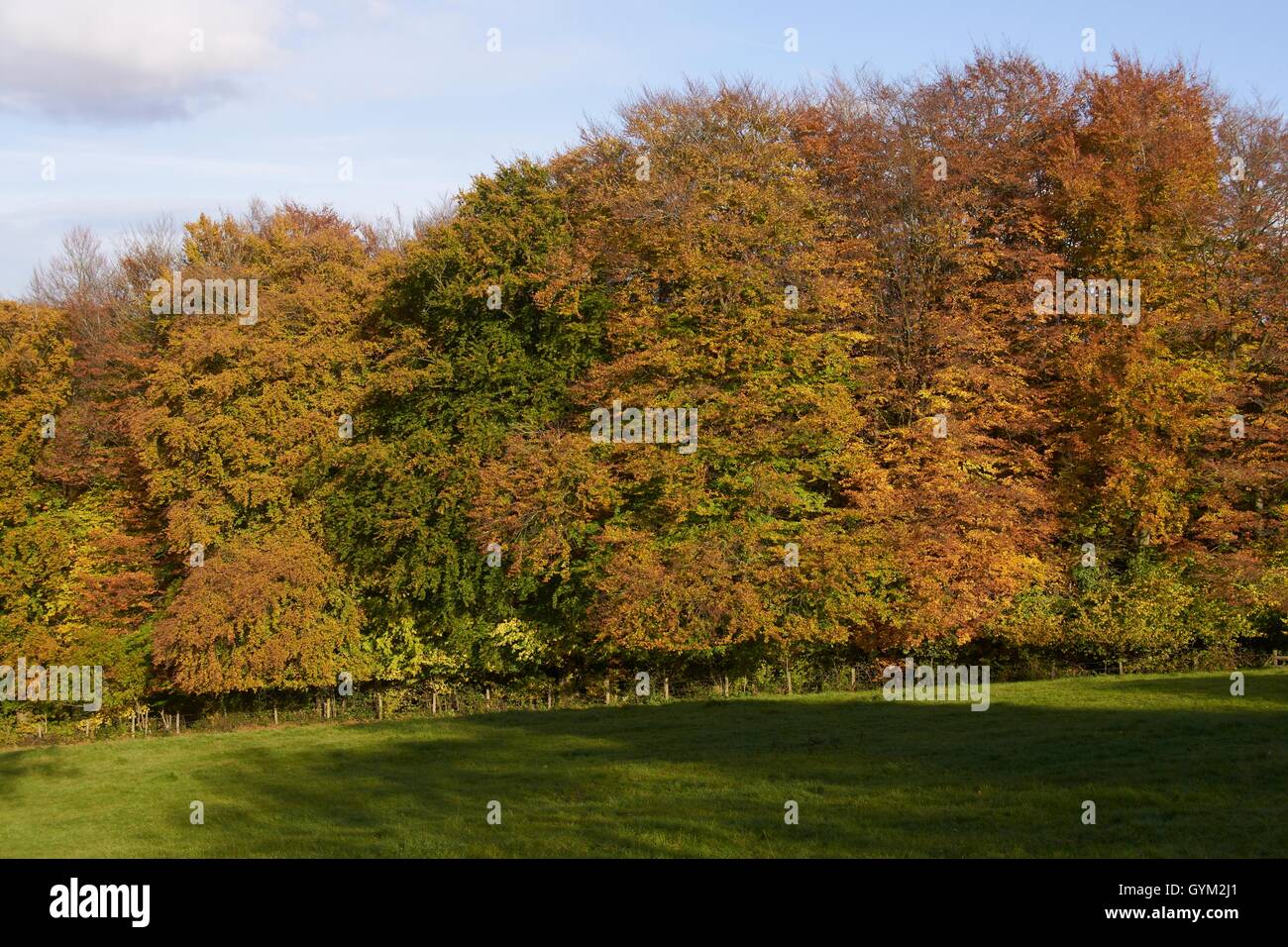 Autumn season in cotswolds hi-res stock photography and images - Alamy