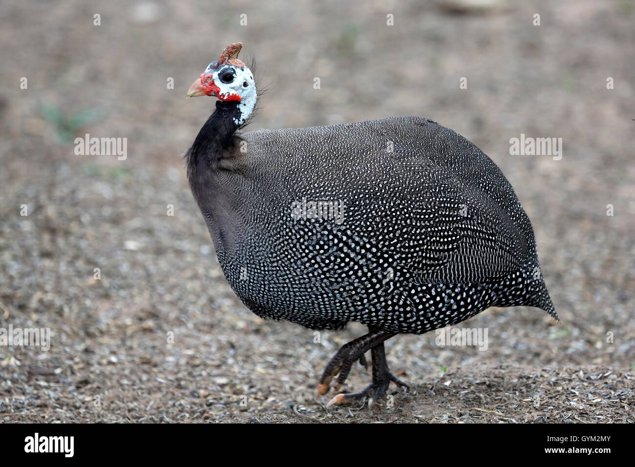 Helmeted Guinea Fowl Stock Photo - Alamy