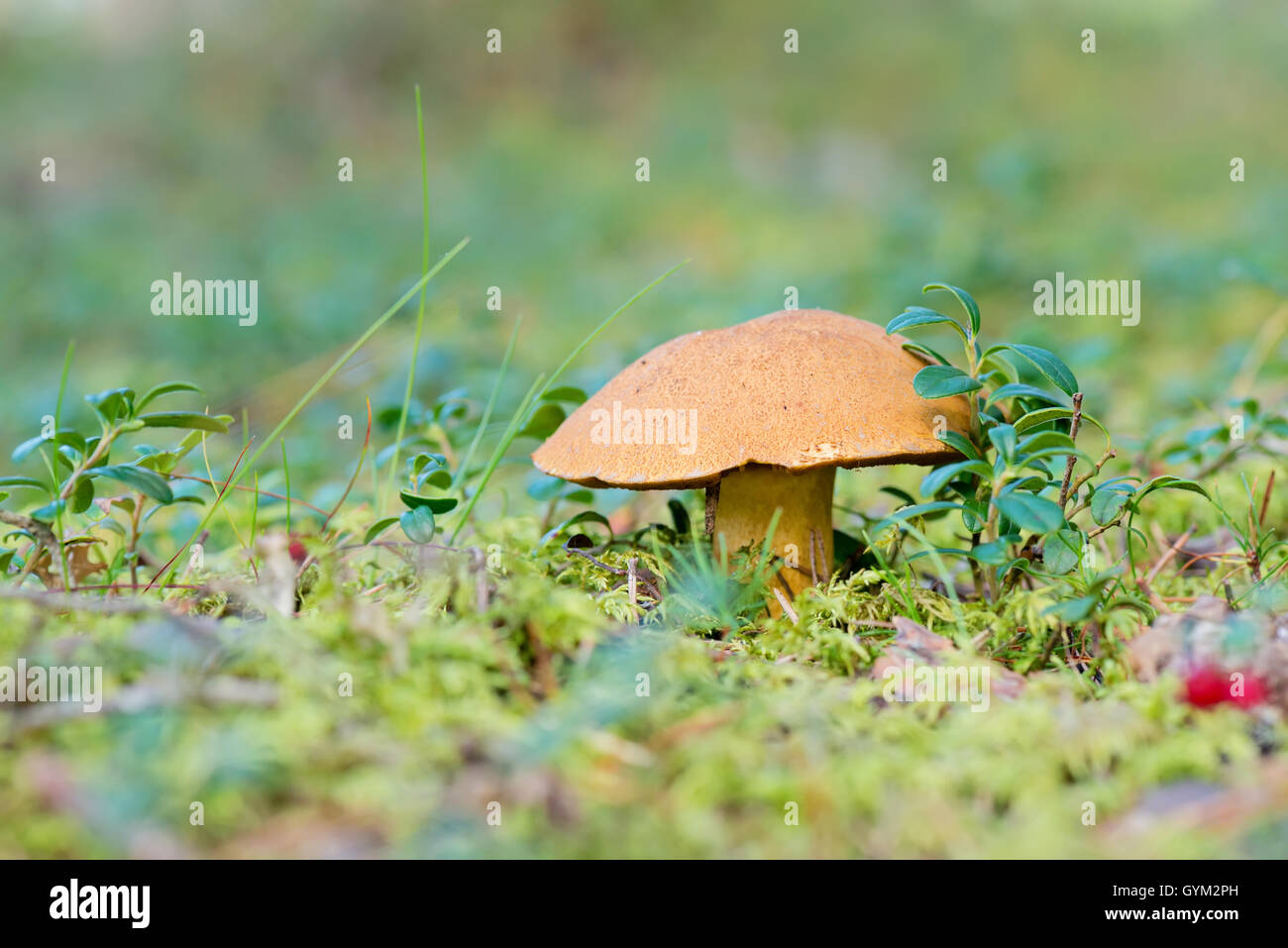 Xerocomus growing on forest Stock Photo - Alamy