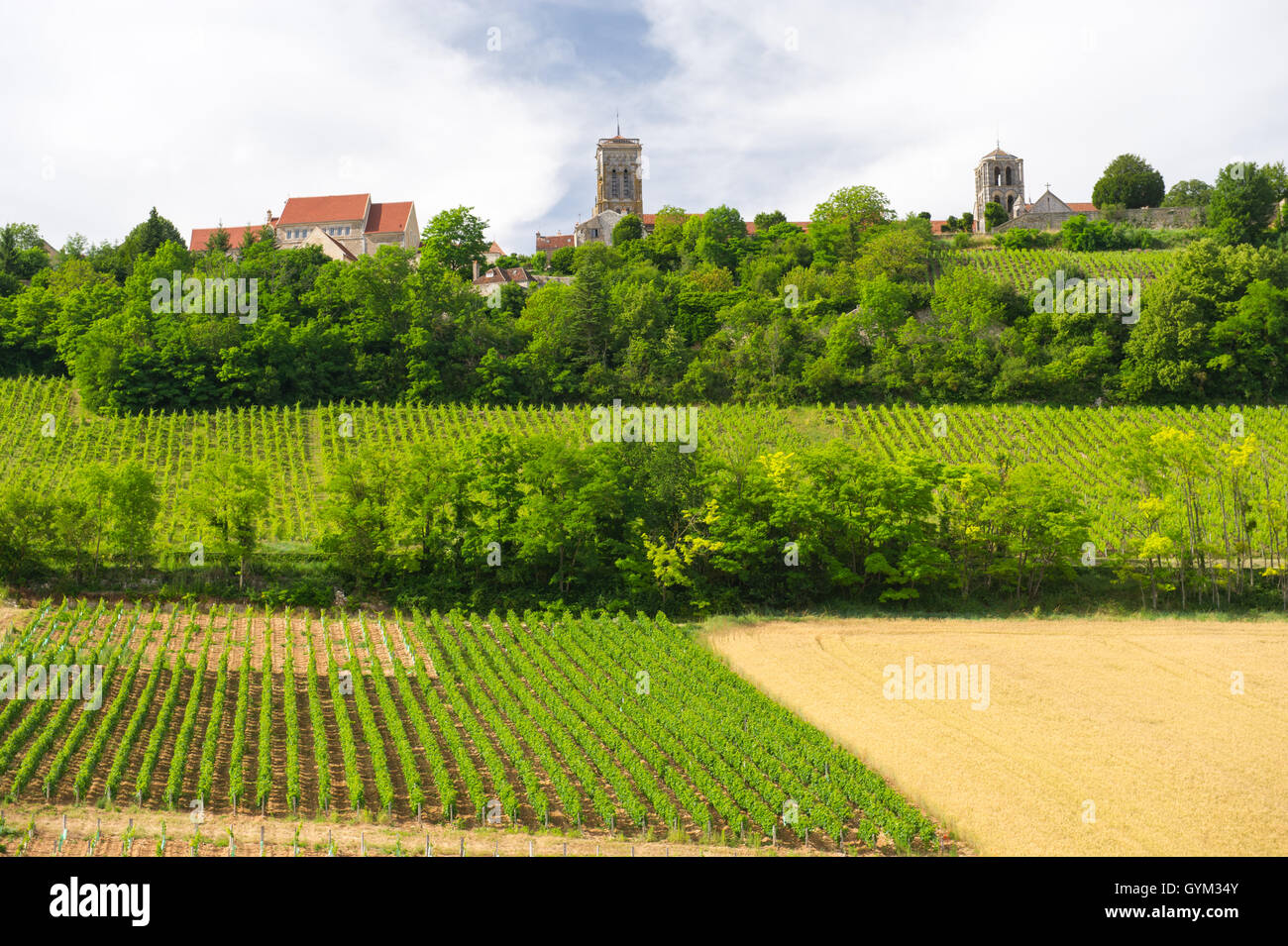 Vineyards in French Burgundy Stock Photo - Alamy