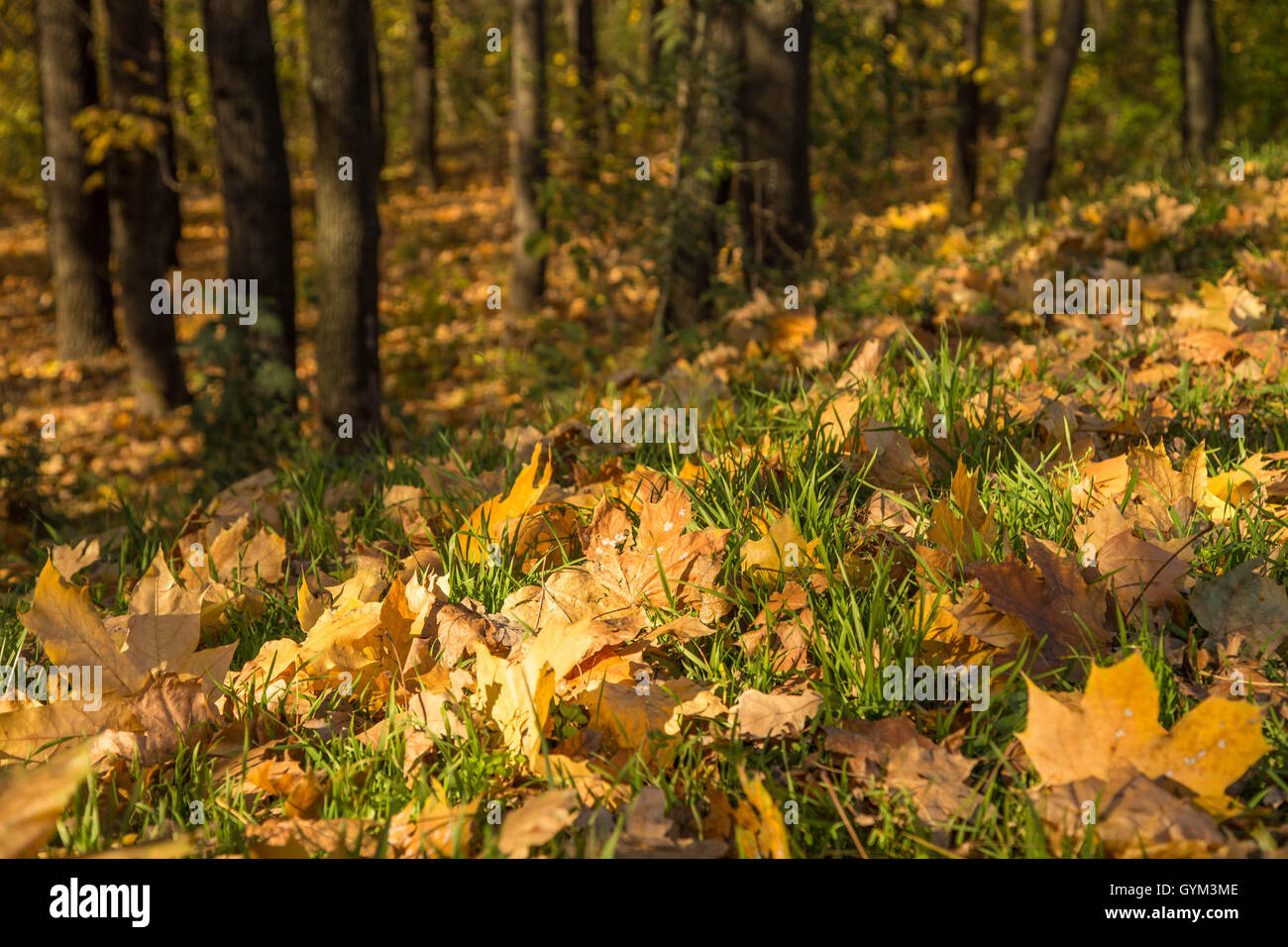 Forest ground with leaves and trees Stock Photo - Alamy