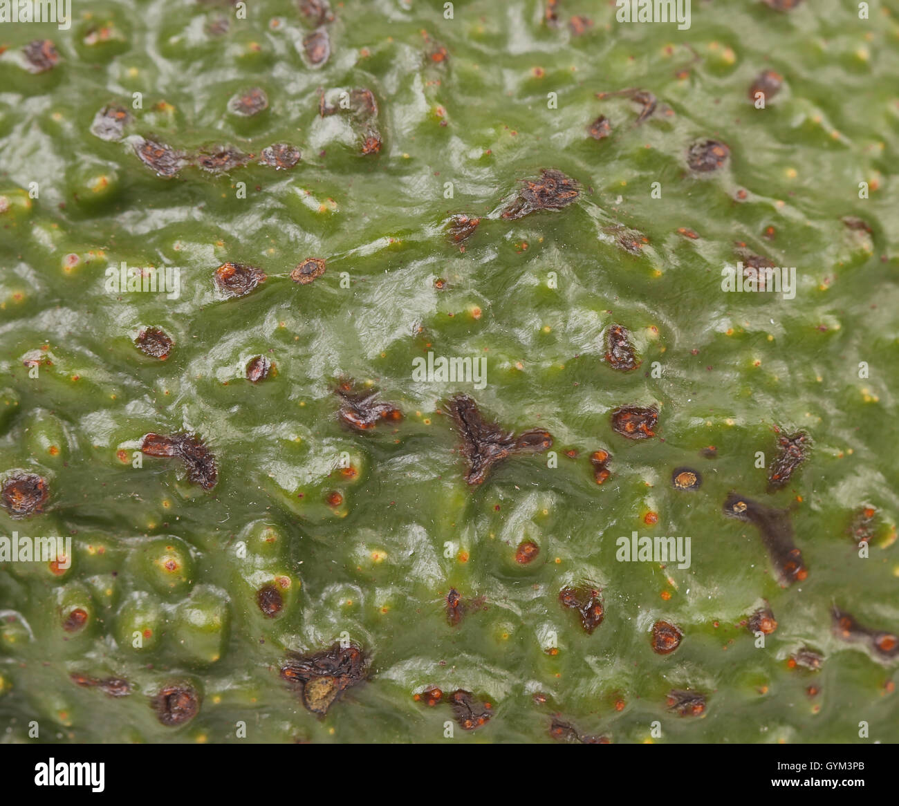 Skin of fresh avocado. Close up Stock Photo - Alamy