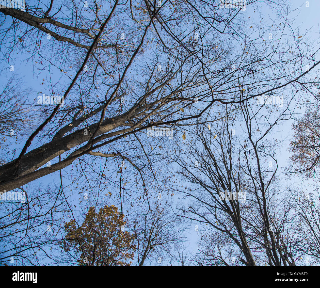 Blue sky with tree branches Stock Photo - Alamy