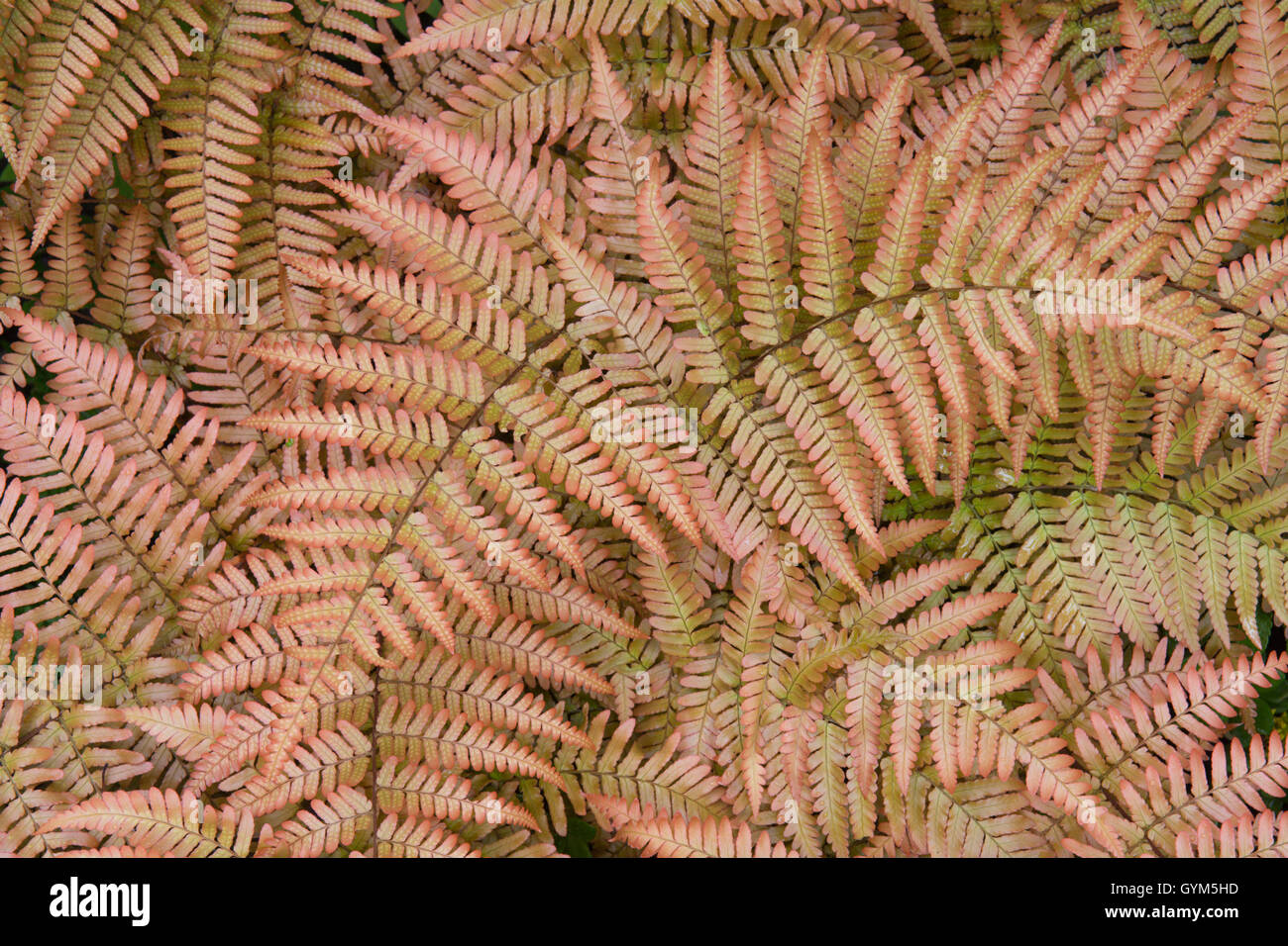 Dryopteris erythrosora [Copper shield fern] [Autumn fern] June UK Stock ...