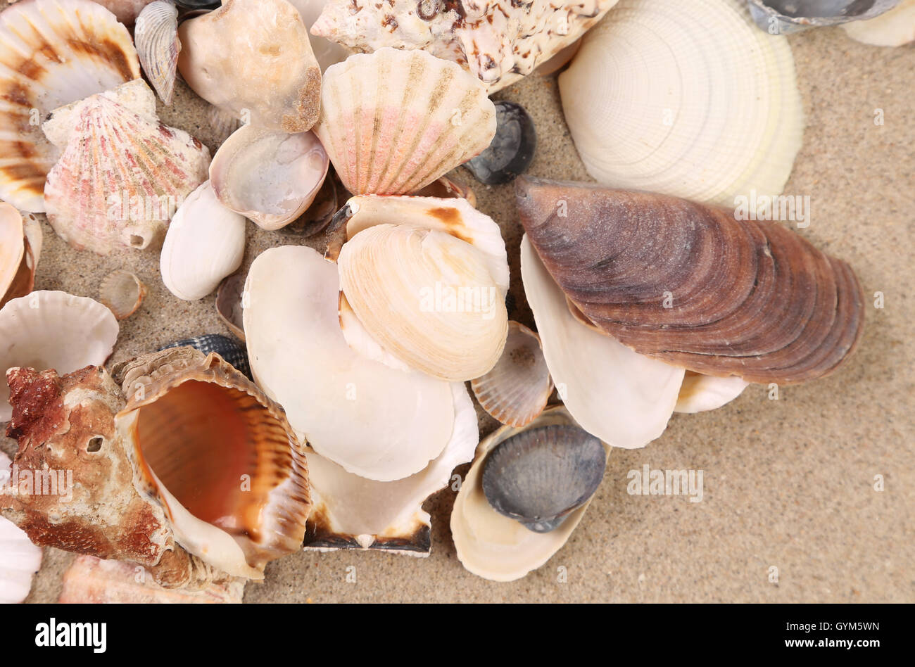 Close up of sea shells Stock Photo - Alamy