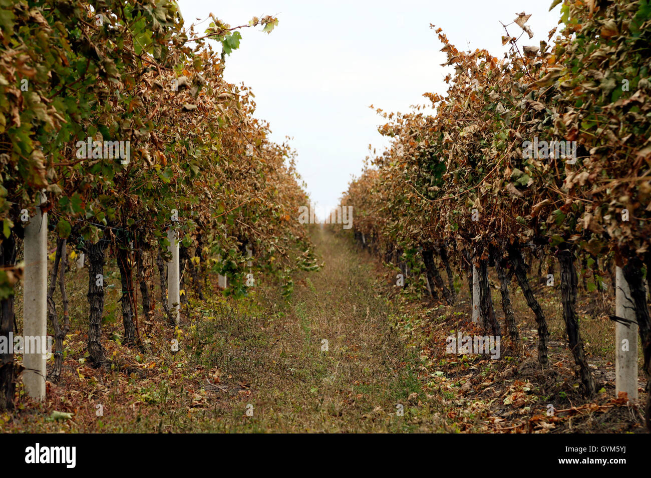 Automn view of the vineyard Stock Photo - Alamy