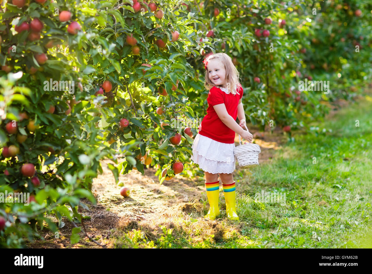 Child picking apples on a farm in autumn. Little girl playing in apple ...