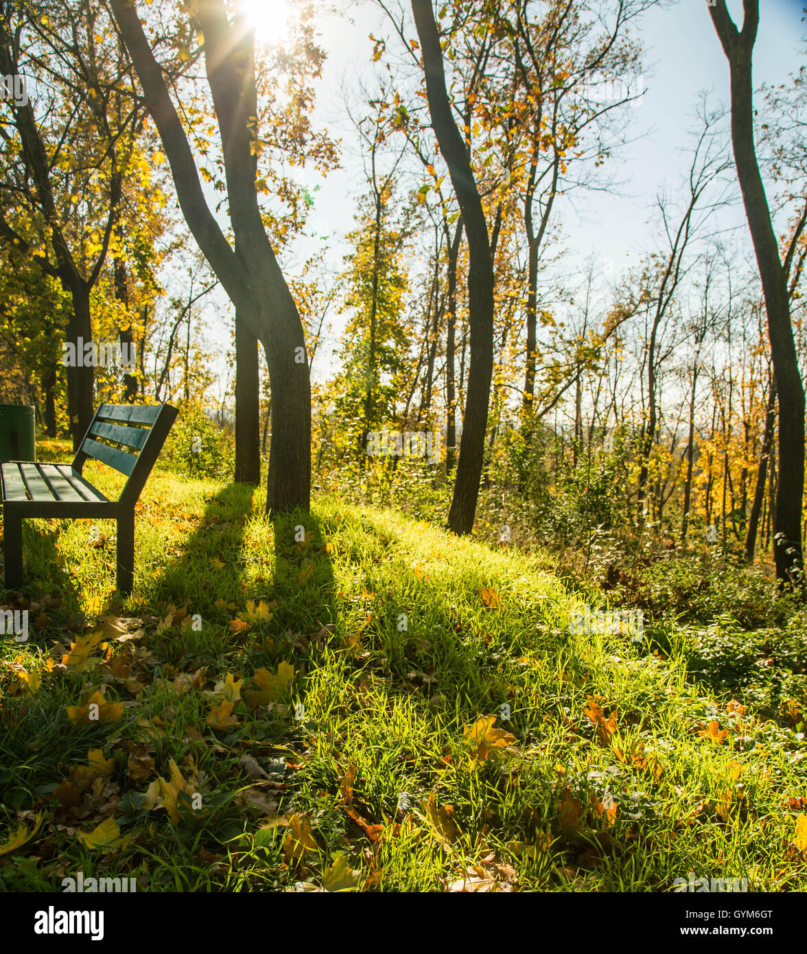 Sunny day in park Stock Photo - Alamy