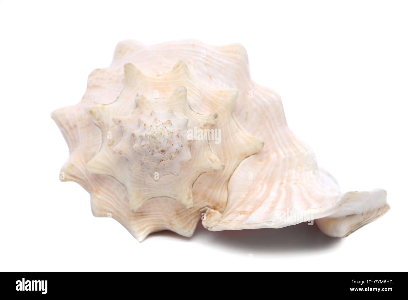 Close up shell spiral detail Cut Out Stock Images & Pictures - Alamy