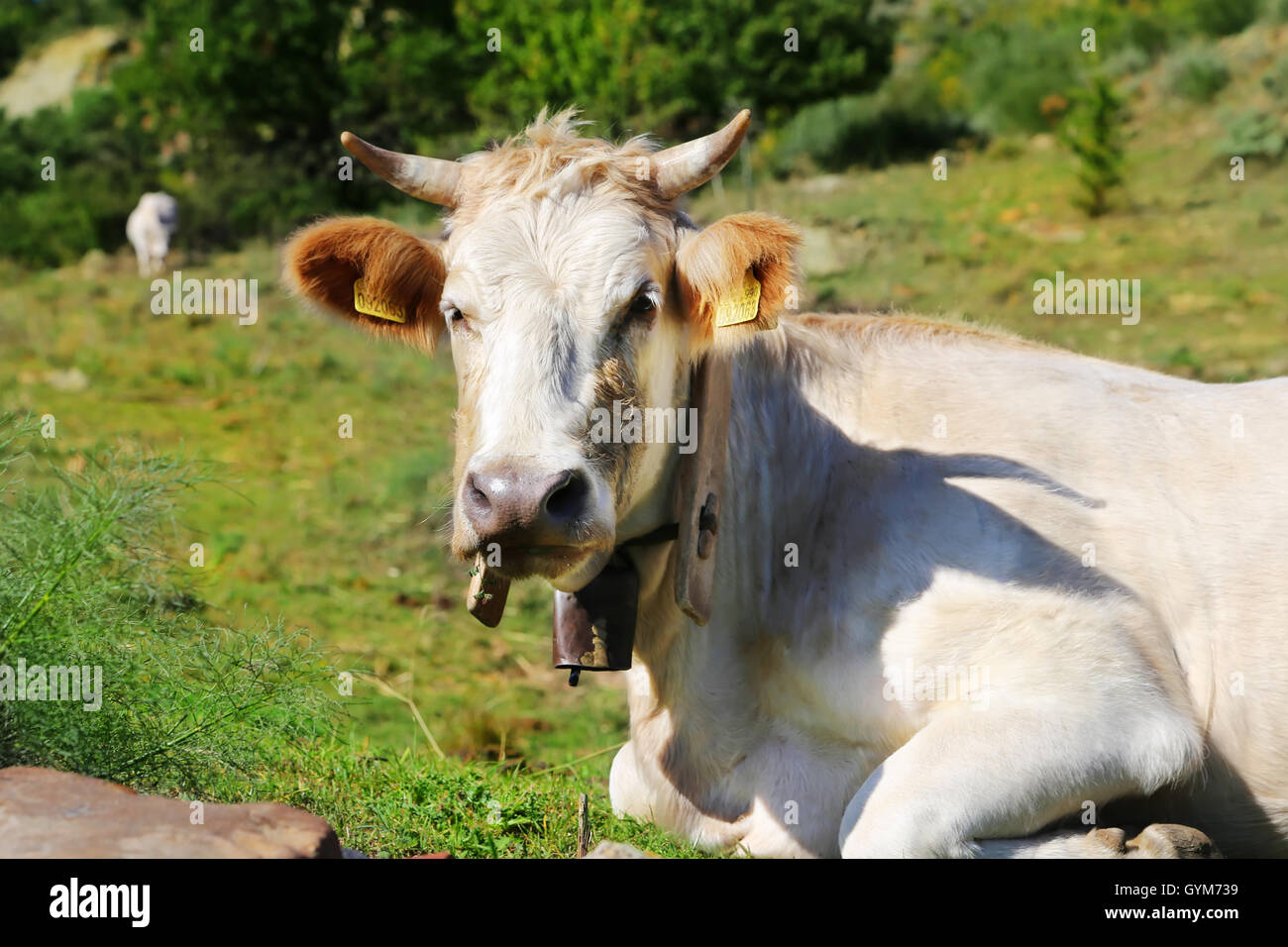 Bovine bull hi-res stock photography and images - Alamy