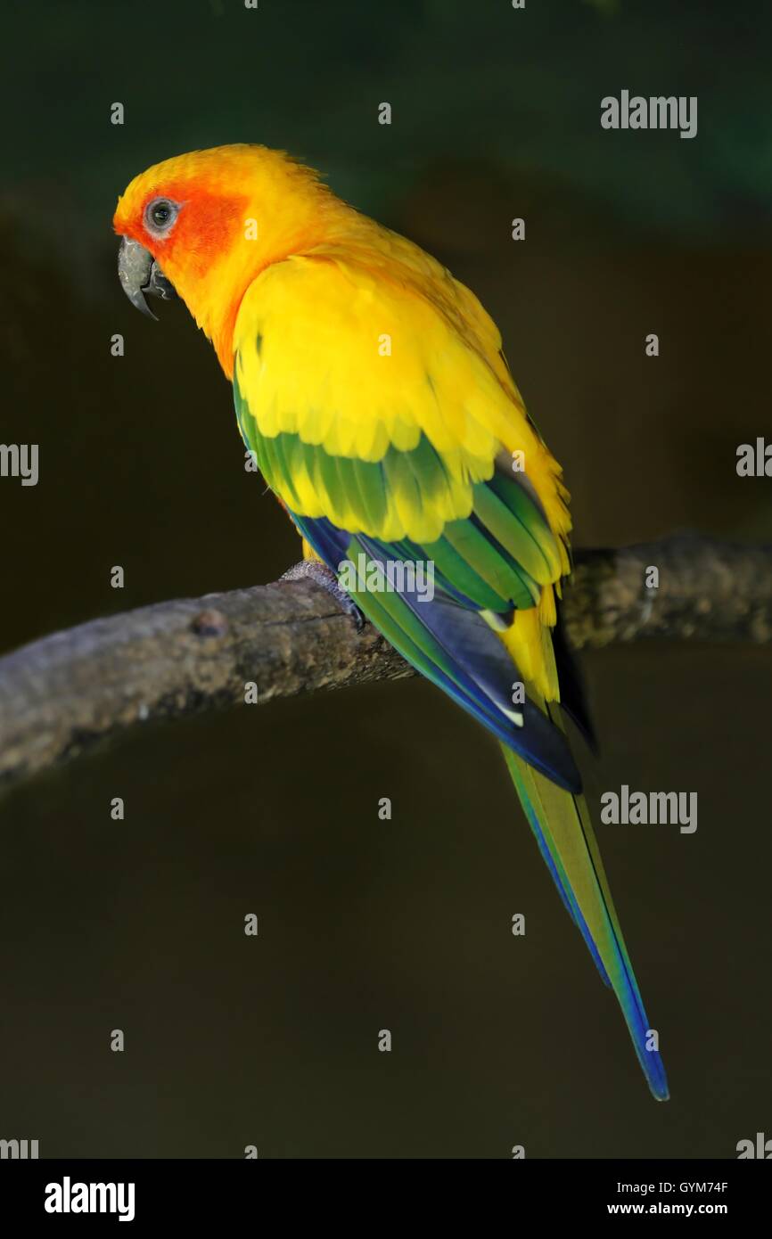 Yellow Parrot Bird Stock Photo - Alamy