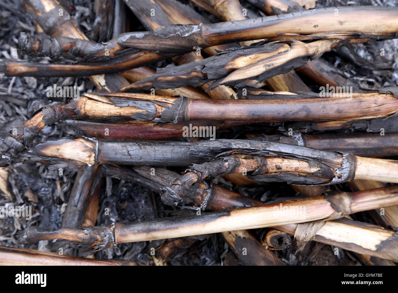 Burned corn stalks Stock Photo - Alamy