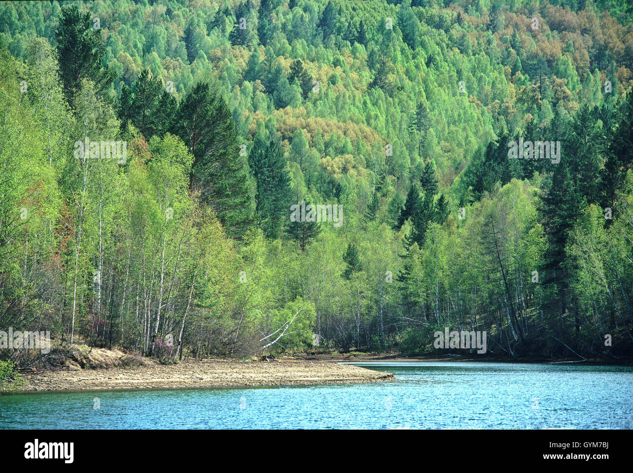 Siberia taiga forest hi-res stock photography and images - Alamy