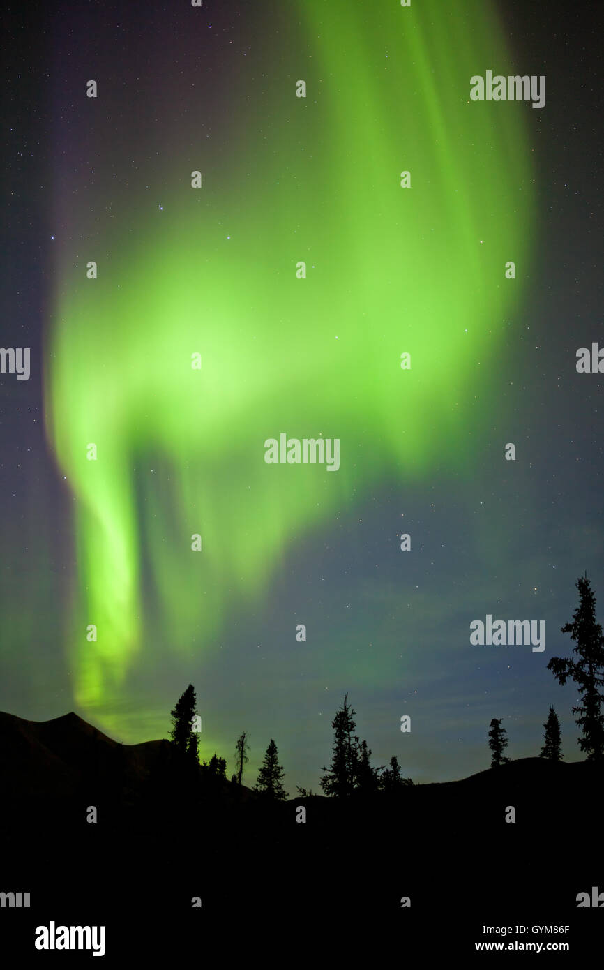 Yukon taiga spruce Northern Lights Aurora borealis Stock Photo - Alamy