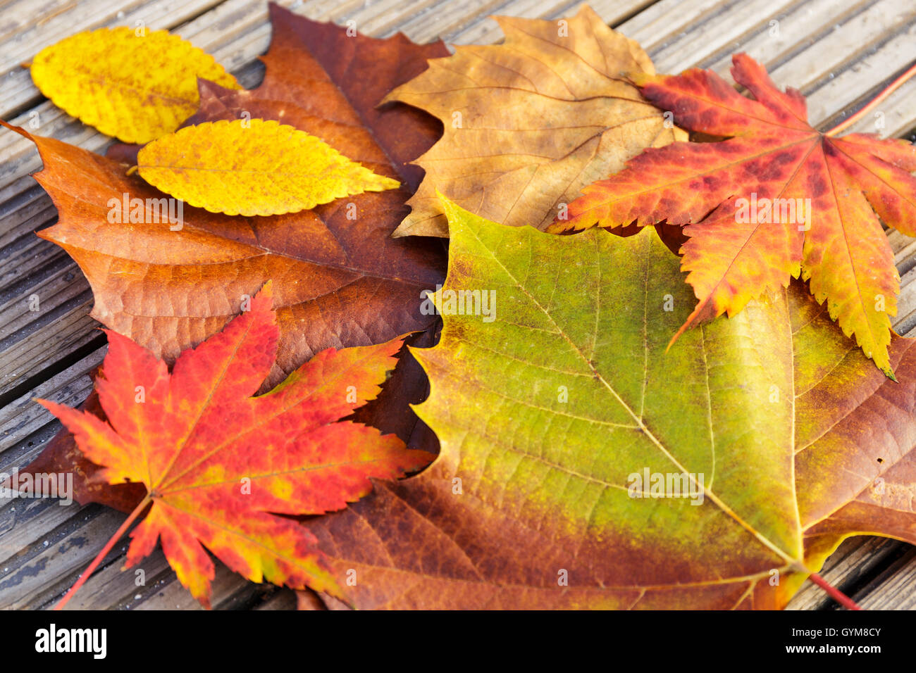 Autumn maple leave with wooden background Stock Photo - Alamy