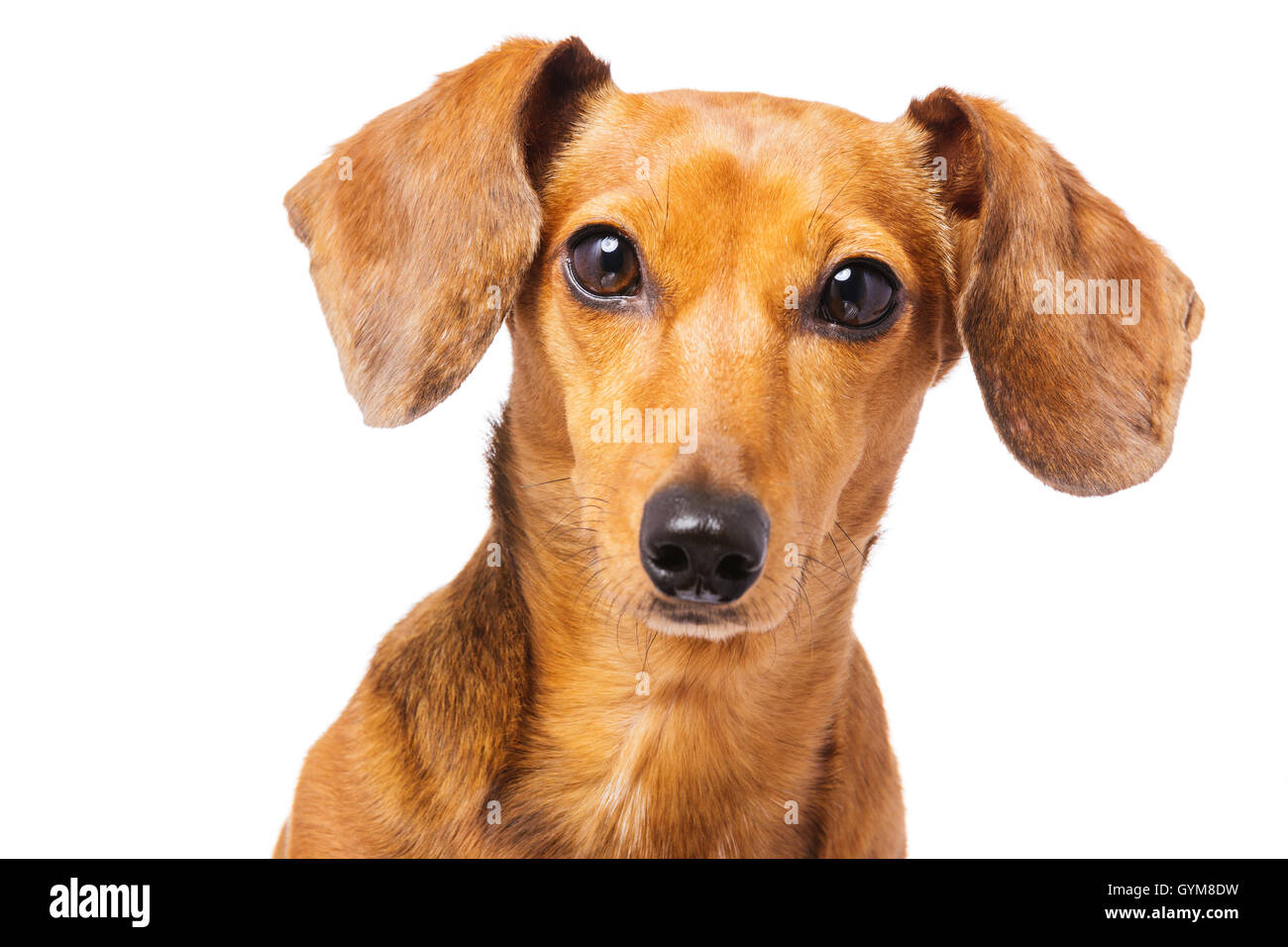 Dachshund dog portrait Stock Photo - Alamy