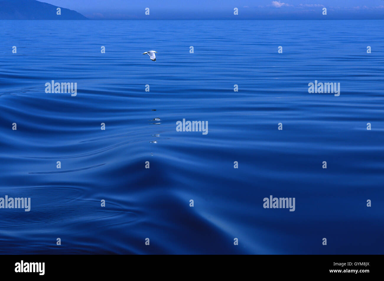 A gull and wave. Lake Baikal, Siberia, Russia. Baikal is a World ...