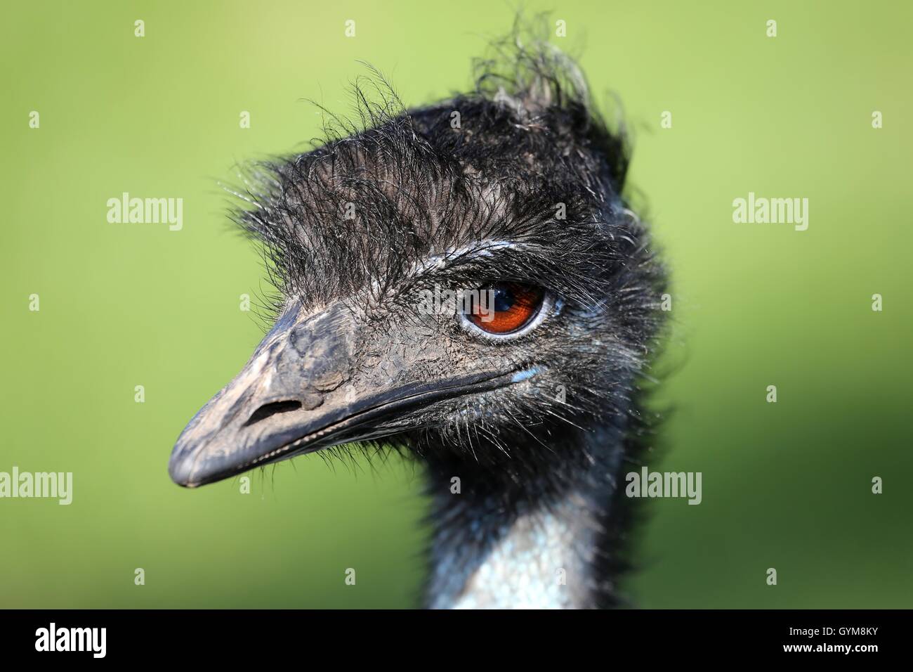 Emu Bird Portrait Stock Photo - Alamy