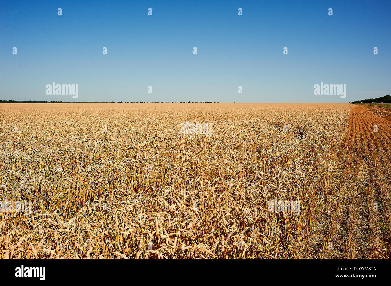 Golden field of wheat and beautiful sky Stock Photo - Alamy