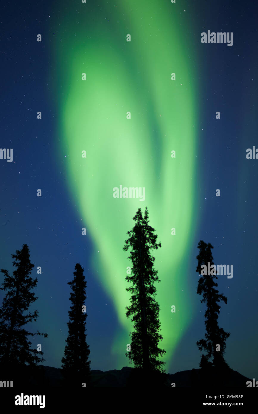Yukon taiga spruce Northern Lights Aurora borealis Stock Photo - Alamy