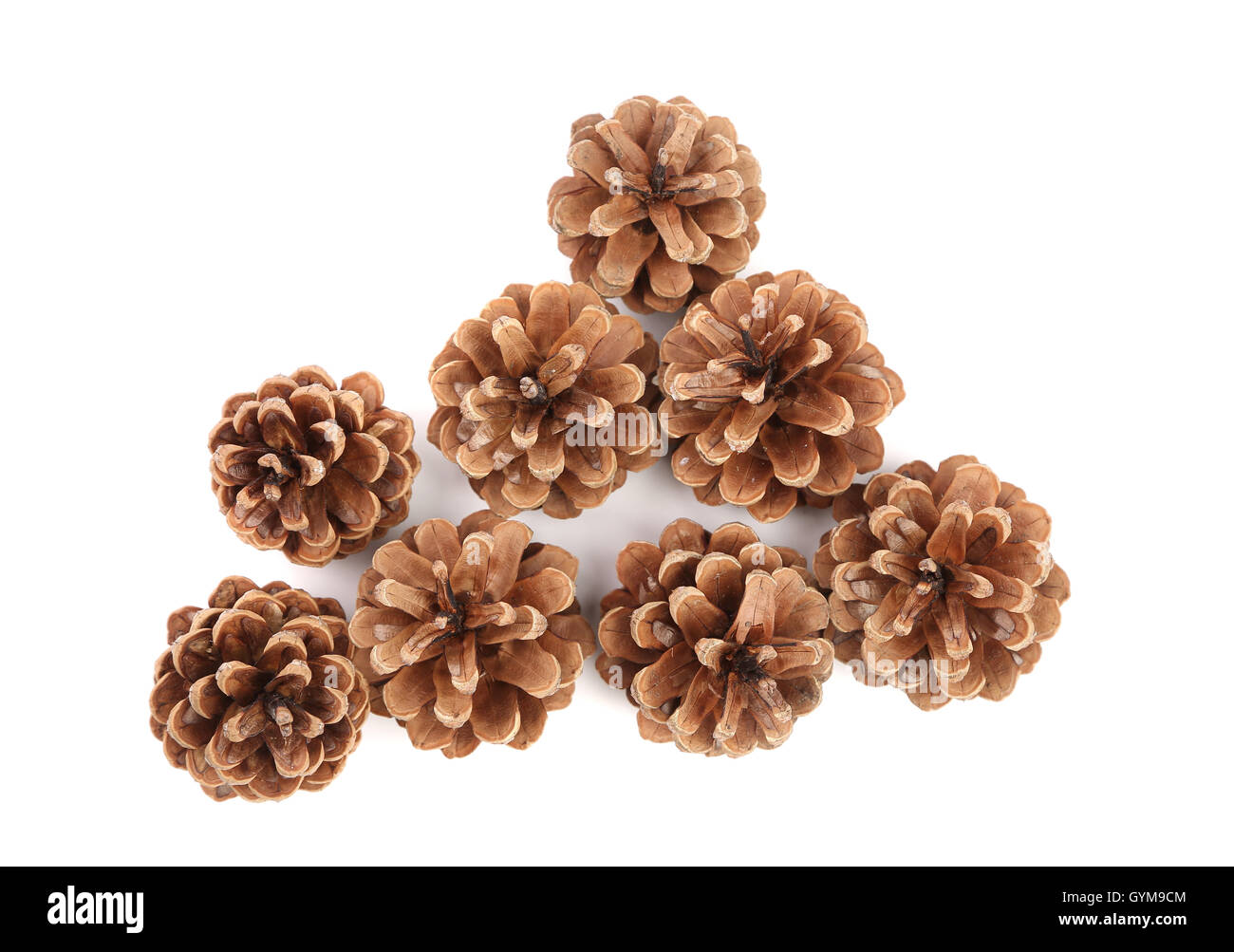 Lot of pine cones Stock Photo - Alamy