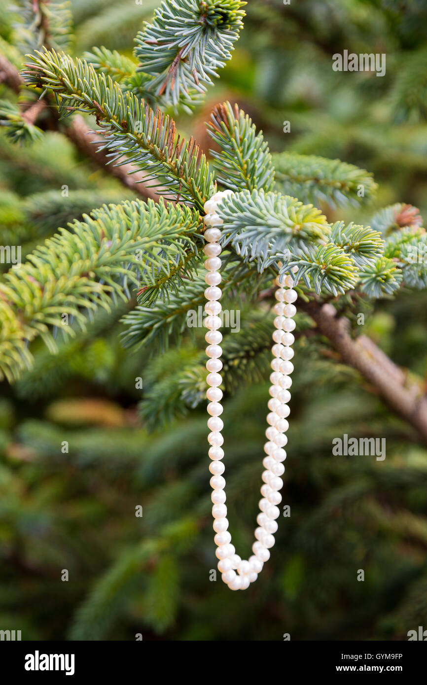 Pearl Necklace in Tree Stock Photo - Alamy