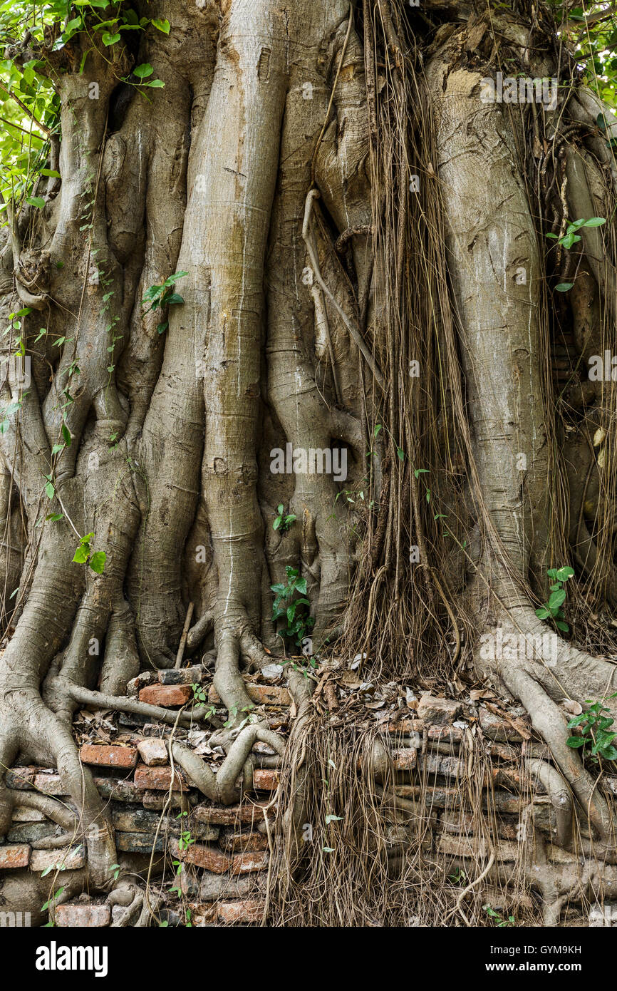 Root of tree covered old wall Stock Photo - Alamy