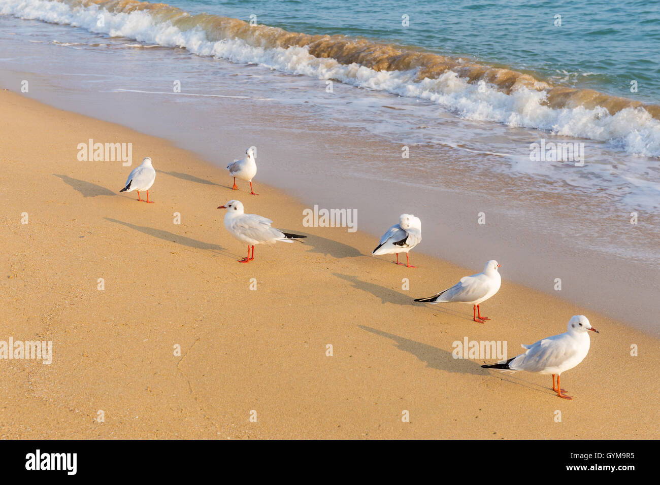 Seagull on the beach Stock Photo - Alamy