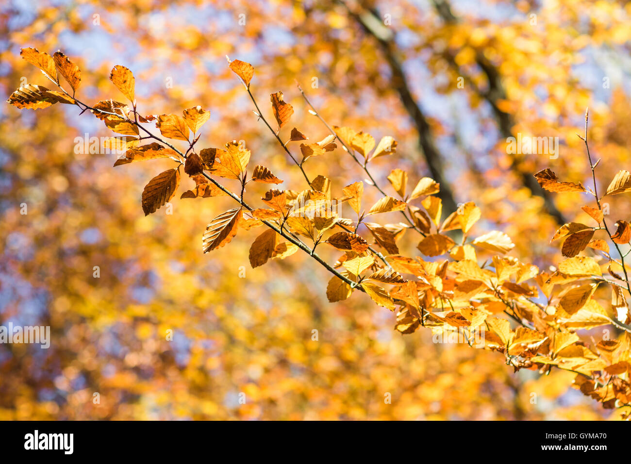 Autumn tree branch hi-res stock photography and images - Alamy