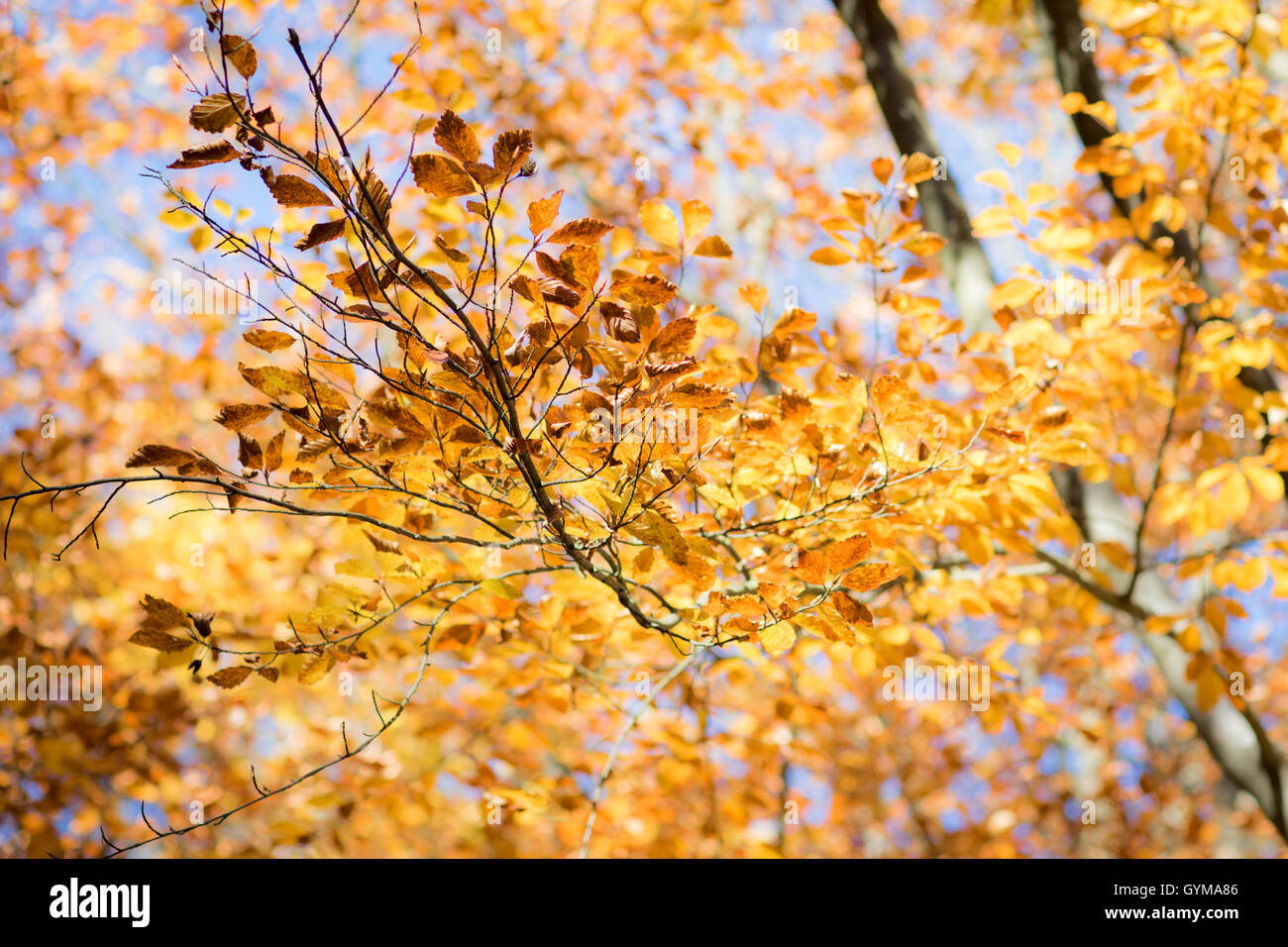 Autumn frame in form hi-res stock photography and images - Alamy