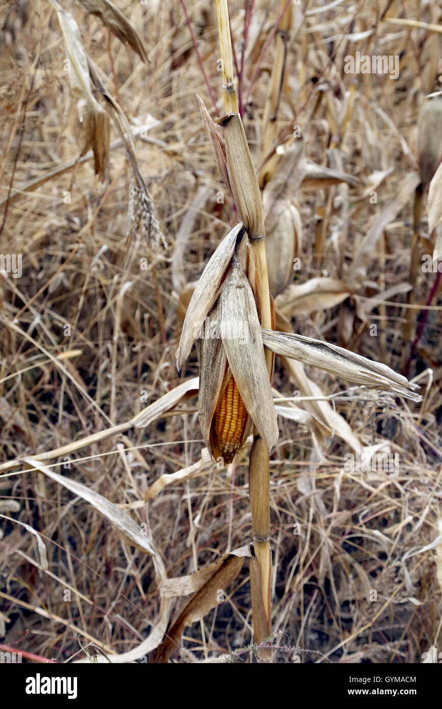 Corn field at harvest time Stock Photo - Alamy