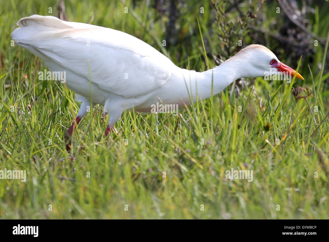 Cattle Egret Bird Stock Photo - Alamy