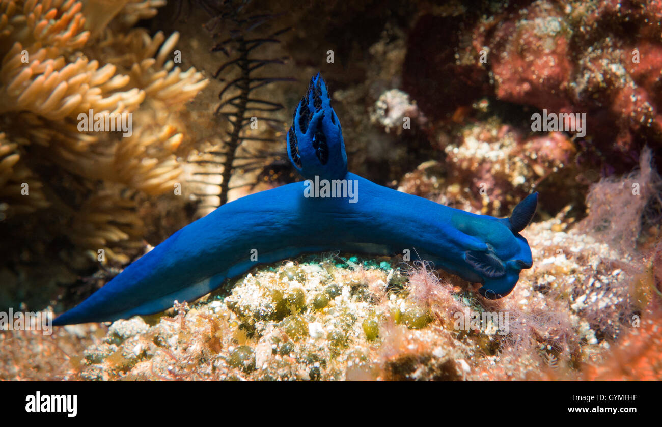 Blue nudibranch hi-res stock photography and images - Alamy