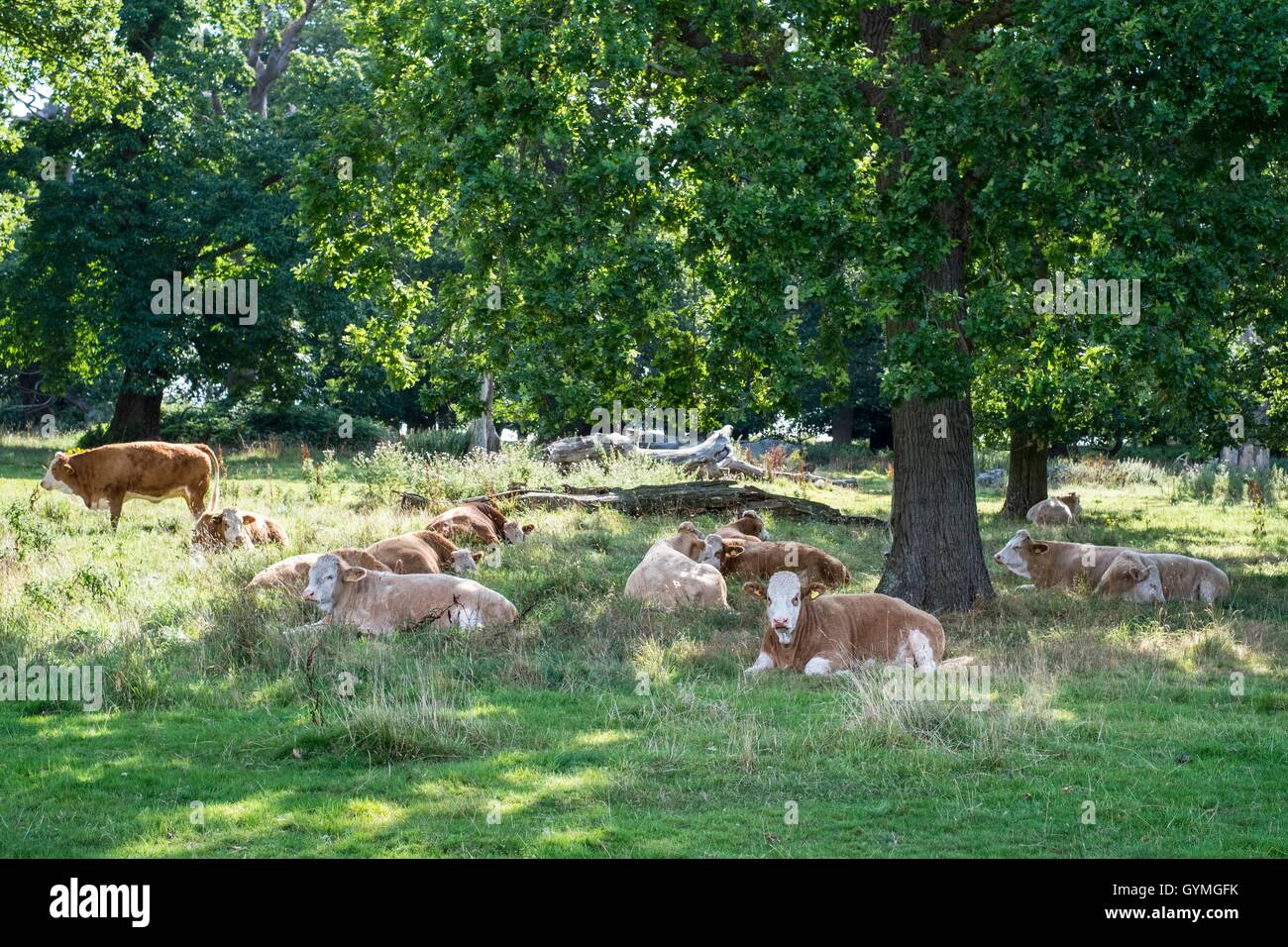 Hereford beef cattle, resting under shade of trees Stock Photo - Alamy