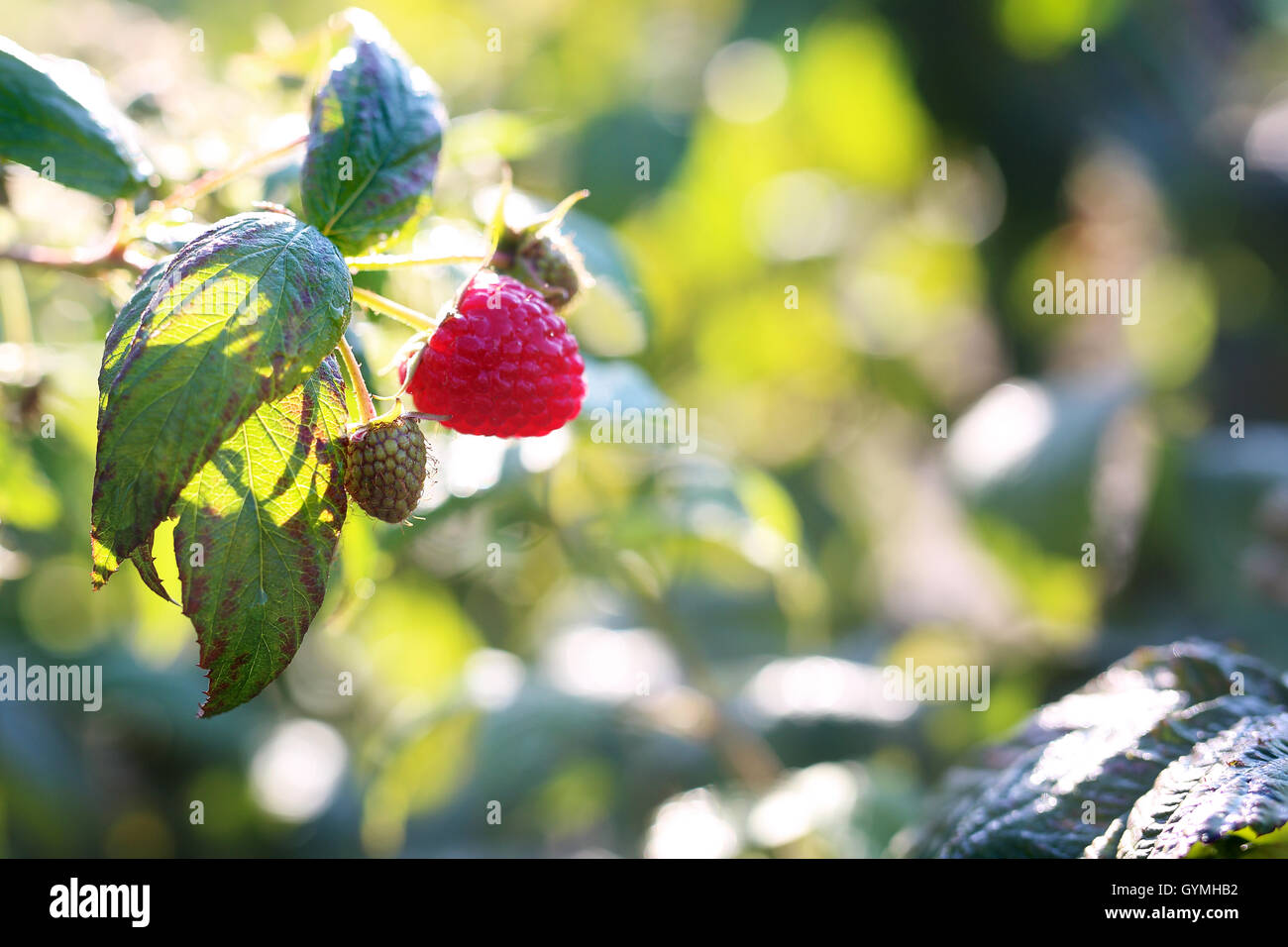 Raspberry bushes. Crimson ripe raspberries on the bush Stock Photo - Alamy