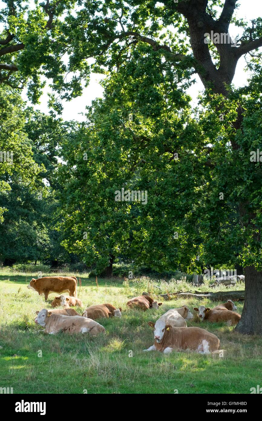 Hereford beef cattle, resting under shade of trees Stock Photo - Alamy