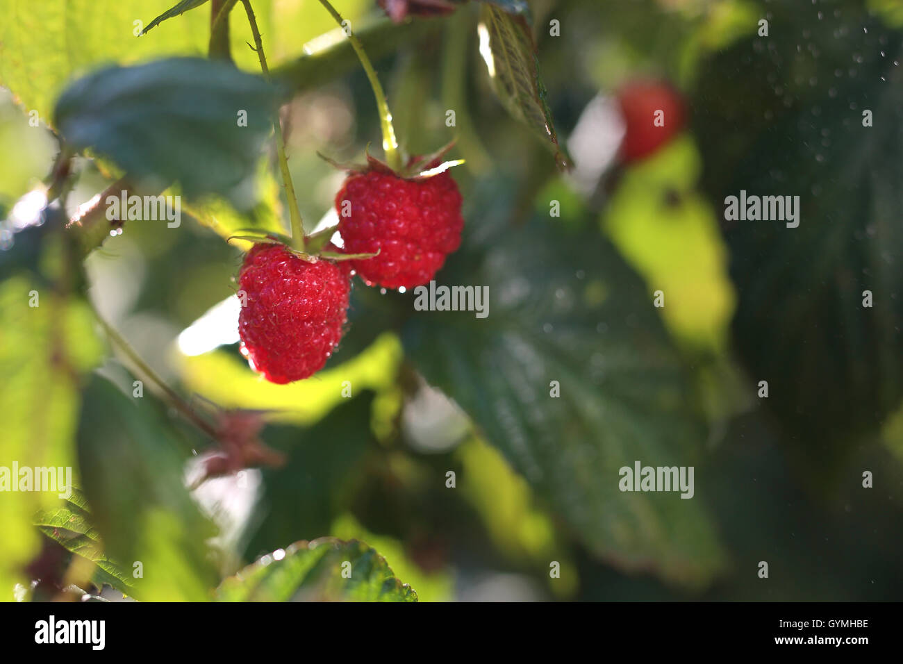 Raspberry seedling hi-res stock photography and images - Alamy